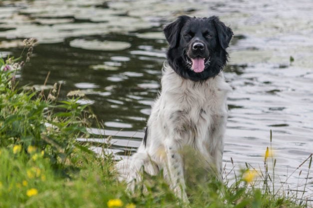 12 Dutch Dog Breeds: Info, Pictures, Facts & History | Hepper Pet Resources