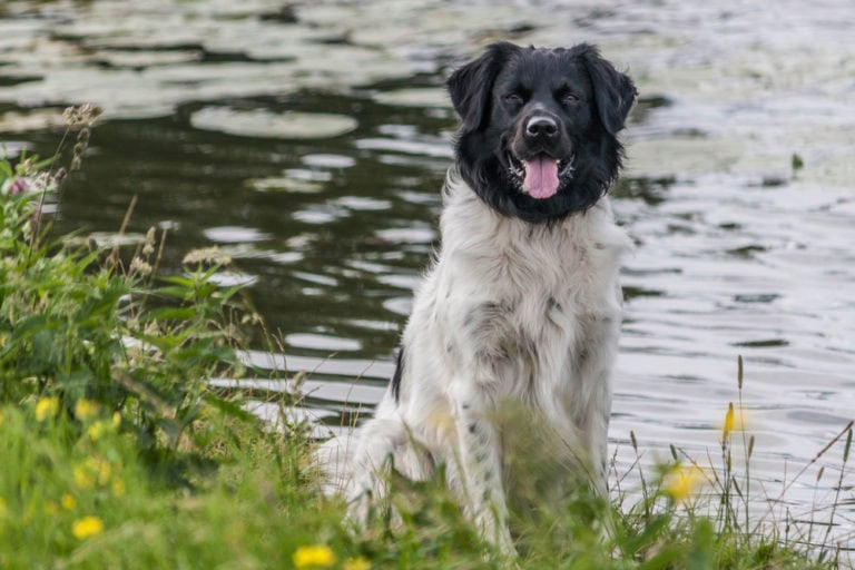 12 Dutch Dog Breeds: Info, Pictures, Facts & History | Hepper Pet Resources