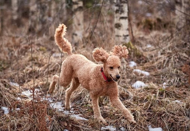 Is a Poodle a Hunting Dog? Are They Good at It? | Hepper Pet Resources