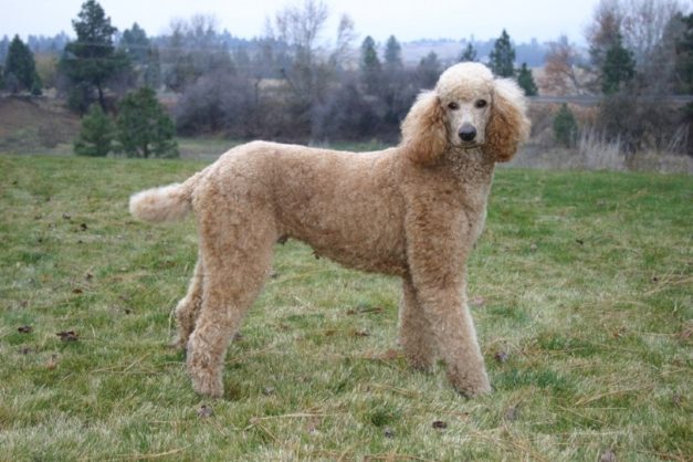 10 Most Popular Dog Breeds in Mexico (With Info & Pictures) | Hepper ...