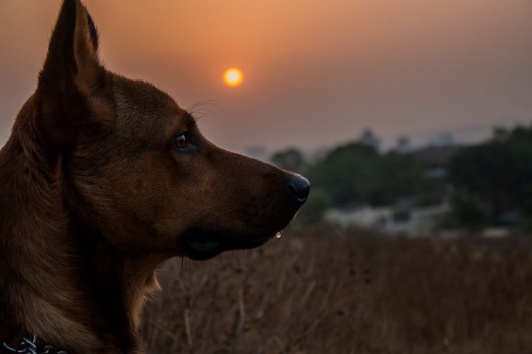 Are Dogs Nocturnal? Canine Sleep Habits Explained | Hepper Pet Resources