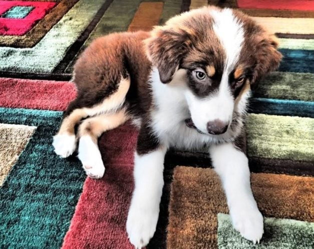 Aussie Husky (Australian Shepherd & Husky Mix): Info, Pictures ...