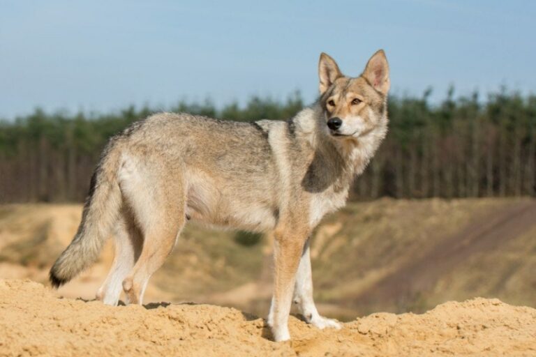 7 Wolf Dog Hybrid Breeds You May Not Have Seen Before (With Info ...