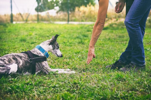 10 Dog Training Hand Signals (With Tips to Teach Them) | Hepper Pet ...