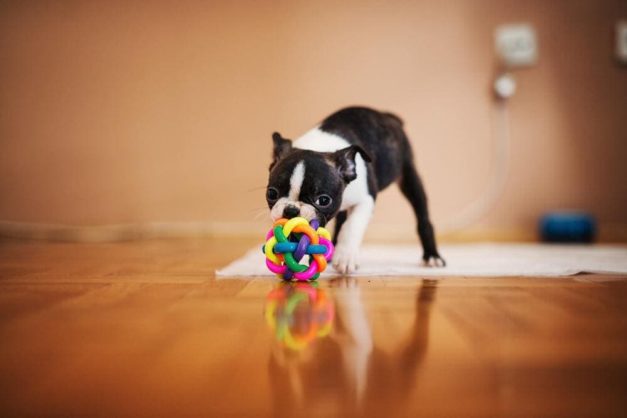 15 Essential Boston Terrier Supplies & Products: 2026 Update | Hepper ...