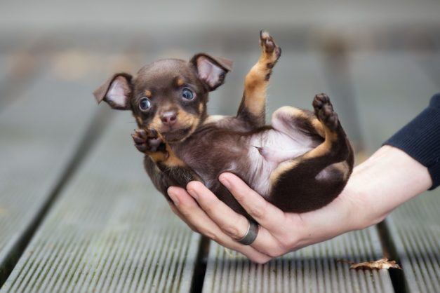 6 Types of Chihuahuas (With Info & Pictures) | Hepper Pet Resources