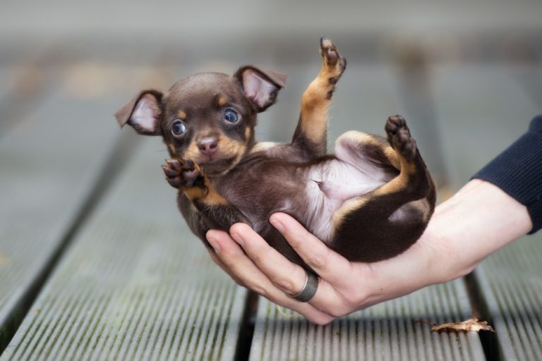 20 Adorable Teacup Dog Breeds (With Info & Pictures) | Hepper Pet Resources
