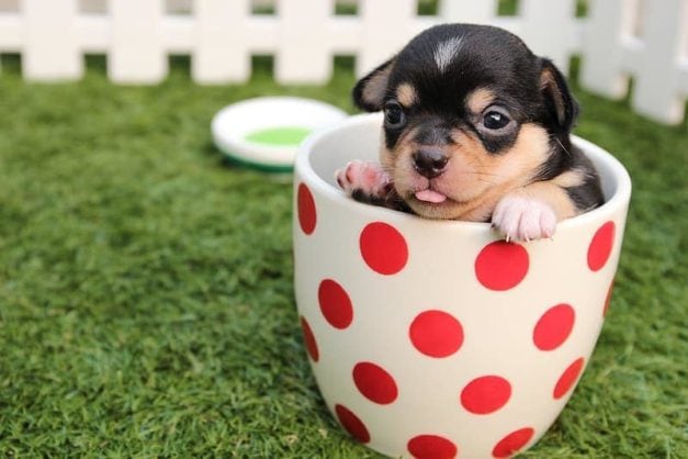 20 Adorable Teacup Dog Breeds (With Info & Pictures) | Hepper Pet Resources