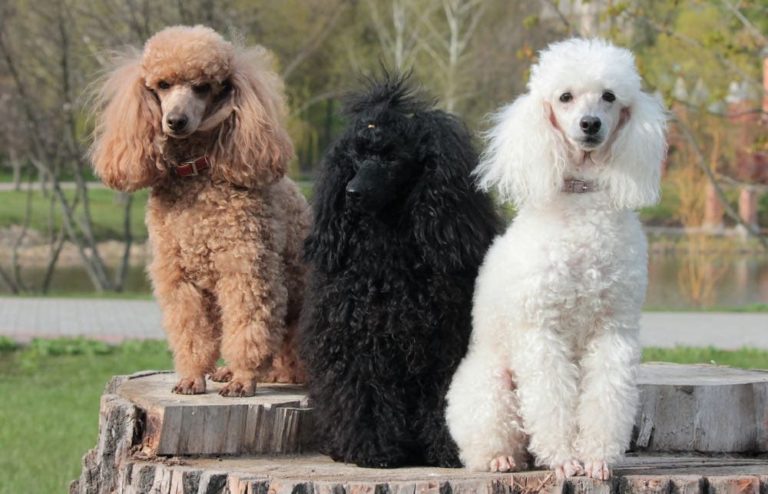 16 Most Popular Dog Colors, Markings, & Patterns (With Pictures ...