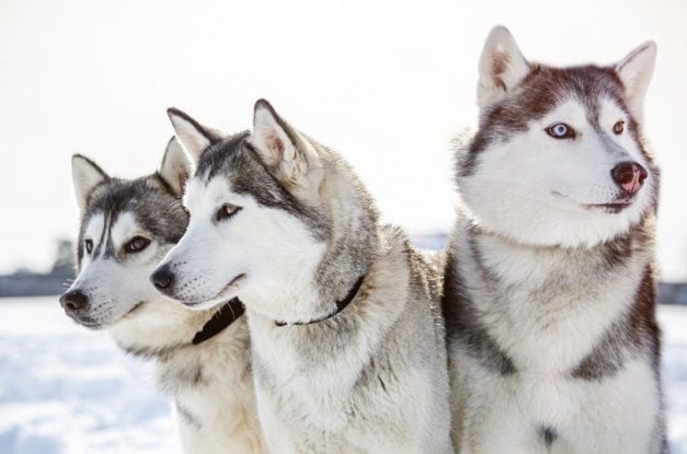 8 Silver Dog Breeds (With Info & Pictures) | Hepper Pet Resources