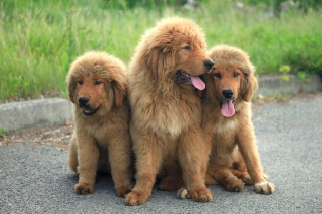 How Much Does a Tibetan Mastiff Cost? 2026 Price Guide | Hepper Pet ...