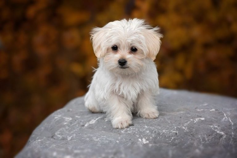 13 Most Popular Dog Breeds in Italy (With Info & Pictures) | Hepper Pet ...