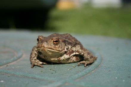 16 Facts About Toads: Appearance, Origin, Singing & More | Hepper Pet ...