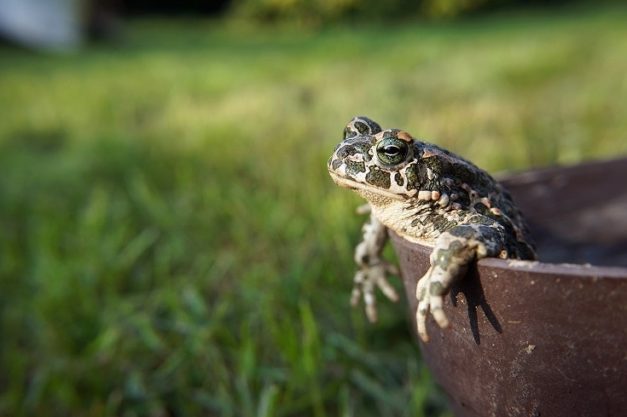 5 Best Pet Toad Species That Are Easy to Look After (Vet-Verified Info ...