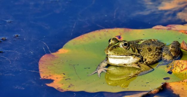 Can Toads Swim? Vet-Reviewed Facts, Myths & FAQ | Hepper Pet Resources
