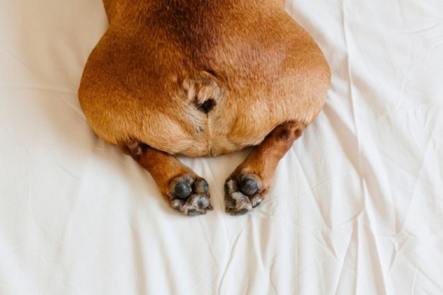 Bulldog Tail Pocket: What They Are & How to Treat Them, Vet-Approved ...