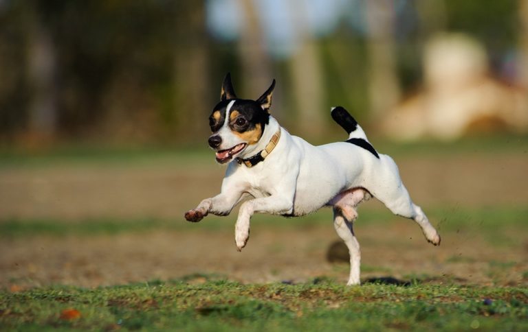 Can Dogs Have ADHD? Our Vet Explains | Hepper Pet Resources