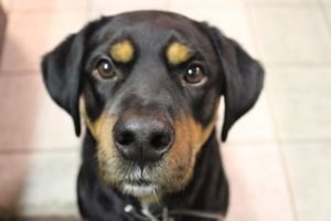 Transylvanian Hound: Info, Pictures, Characteristics & Facts | Hepper ...