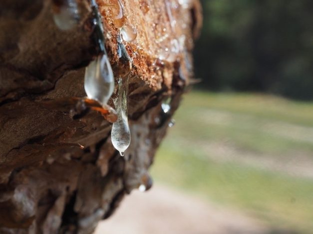 How to Get Tree Sap Out of Dog Hair: 8 Vet-Approved Steps | Hepper Pet ...