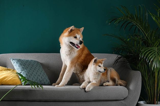 How Big Do Akitas Get? Size & Growth Chart | Hepper Pet Resources