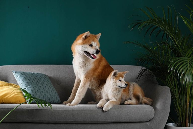 22 Asian Dog Breeds (With Info & Pictures) (With Pictures) | Hepper Pet ...