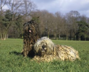 13 Exotic Dog Breeds: Info, Pictures, Traits, & More | Hepper Pet Resources