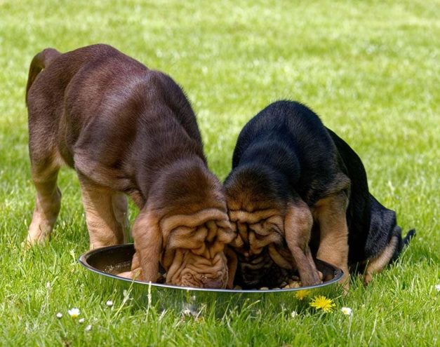 How Big Do Bloodhounds Get? Average Weight & Growth Chart | Hepper Pet ...