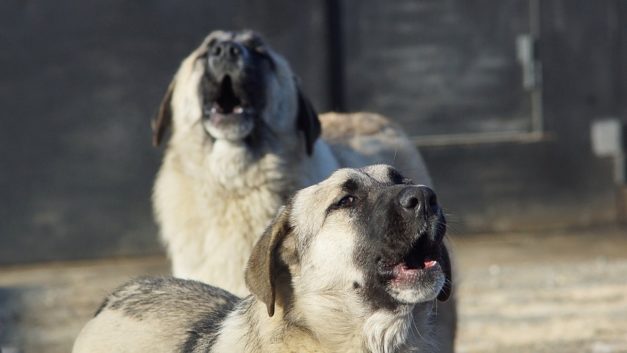 Why Do Dogs Howl At Night? 10 Potential Reasons | Hepper Pet Resources