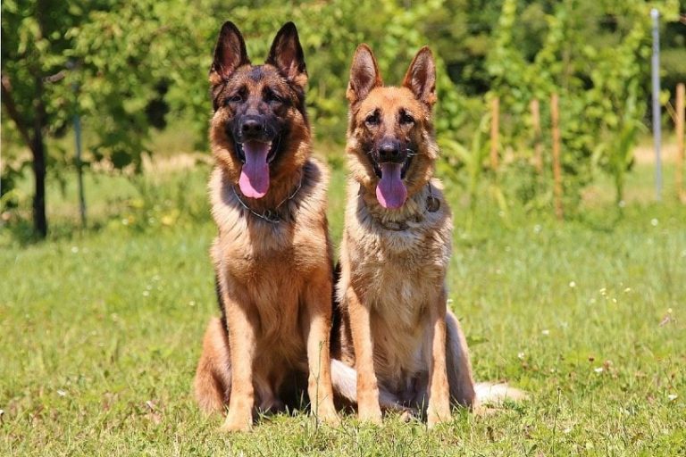 Pros & Cons of Getting a Second Dog: Vet-Approved Advice & Guidance ...