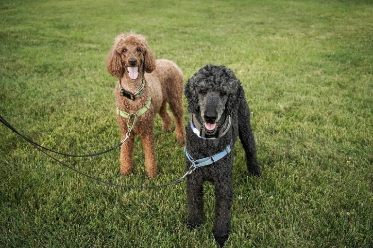 Are Poodles Smart? How Smart Are They? | Hepper Pet Resources