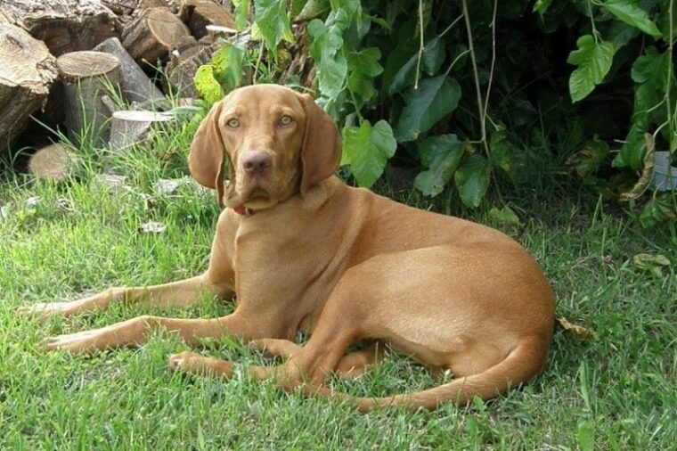 20 Red Dog Breeds: Info, History, Pictures & Facts | Hepper Pet Resources
