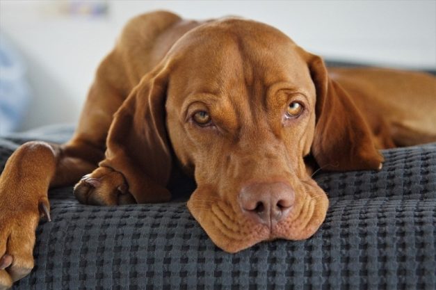 How Long Do Vizslas Live? Average Lifespan, Data & Care Guide | Hepper ...