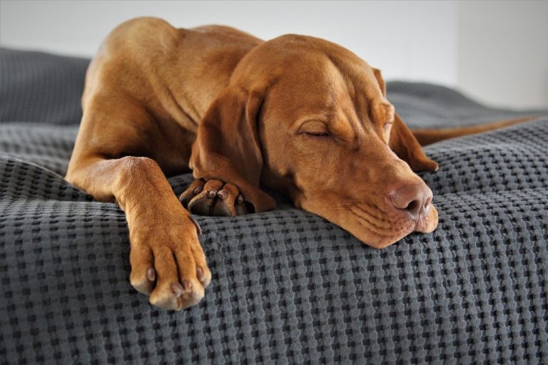 10 Common Vizsla Health Issues to Watch Out For (Vet Answer) | Hepper ...