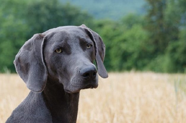 25 Gray Dog Breeds (With Pictures) | Hepper Pet Resources