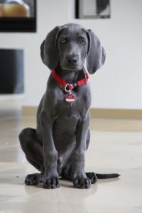 Weimaraner Dog Breed Info: Pictures, Personality & Facts | Hepper Pet ...