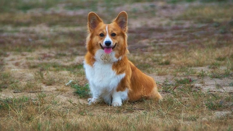 20 Dog Breeds That Look Like Puppies Forever (With Info & Pictures ...