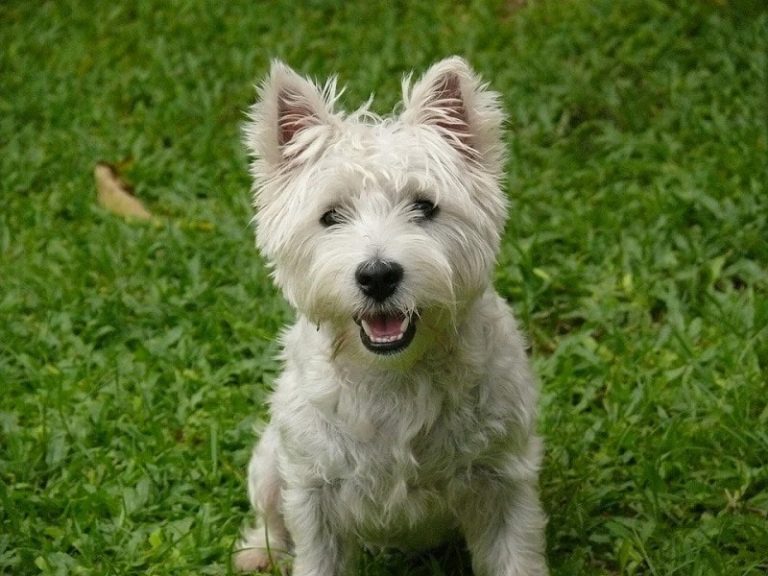 Can a Westie be Black? Breed Facts & FAQ | Hepper Pet Resources
