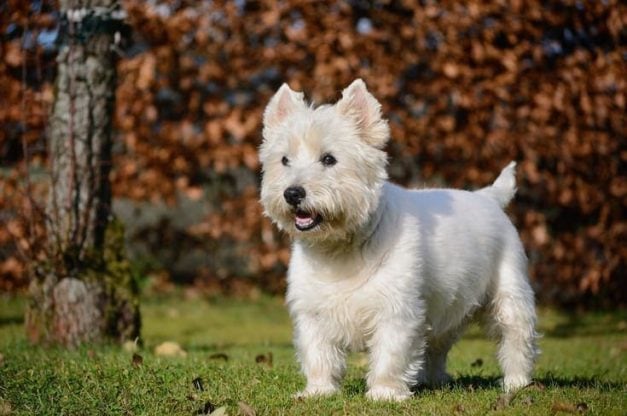 220 Amazing Names for West Highland White Terriers: Ideas for Spunky ...
