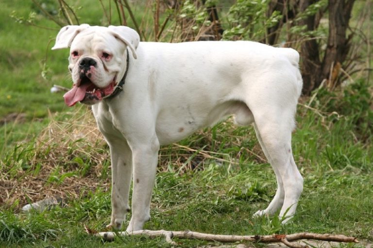 15 Great Dog Breeds for Single Men: Info, Pictures & Facts | Hepper Pet ...