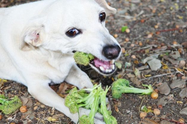 Can Dogs Eat Bagels? (Our Vet Explains) | Hepper Pet Resources