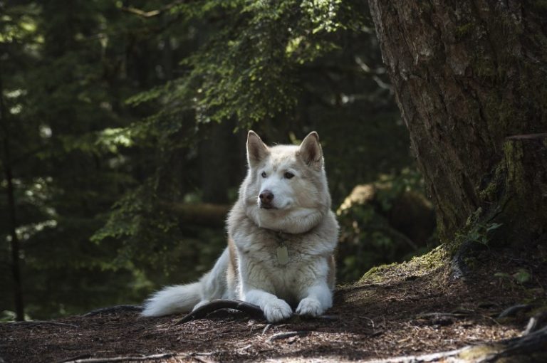 200 Space Names for Dogs: Our Top Picks for Your Little Explorer ...