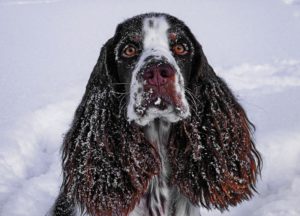 5 Best Insulated Dog Doors in 2026 - Reviews, Top Picks & Guide ...