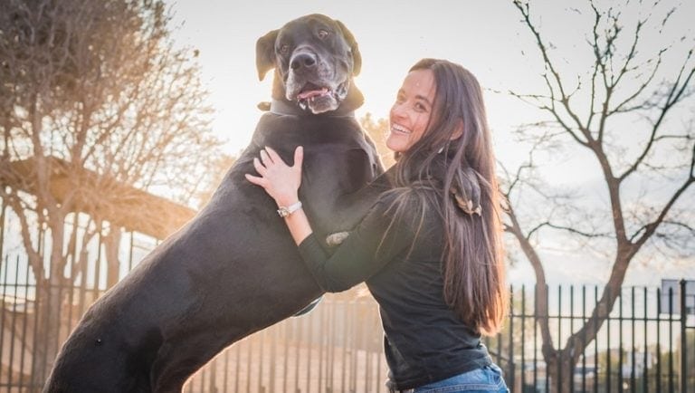 What Kind of Dog Is Marmaduke? Famous Dogs Presented | Hepper Pet Resources