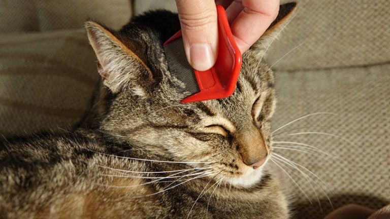 Can Cats Get Lice from Humans? Vet-Approved Facts & FAQ | Hepper Pet ...
