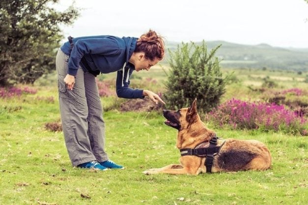 10 Dog Training Hand Signals (With Tips to Teach Them) | Hepper Pet ...