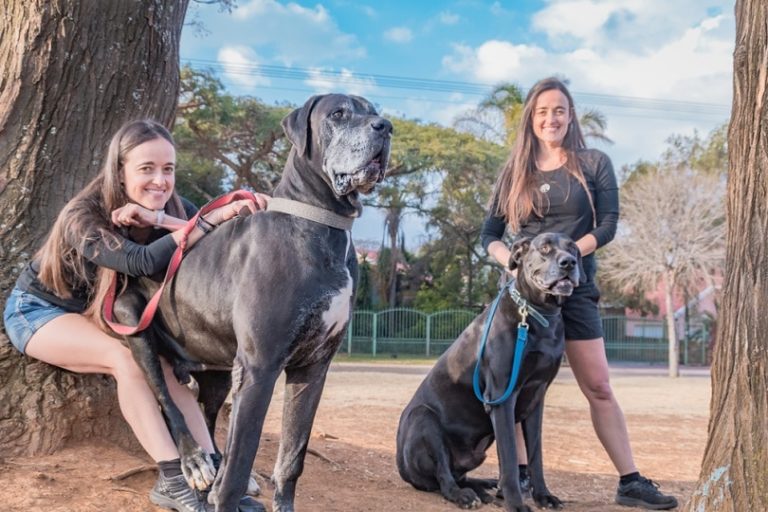 Cane Corso Vs Great Dane: How Do They Compare? | Hepper Pet Resources