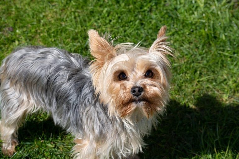 What Were Yorkies Bred For? History & Origins Explained | Hepper Pet ...