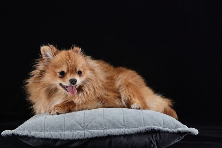 What Were Pomeranians Bred For? Breed History Explained | Hepper Pet ...