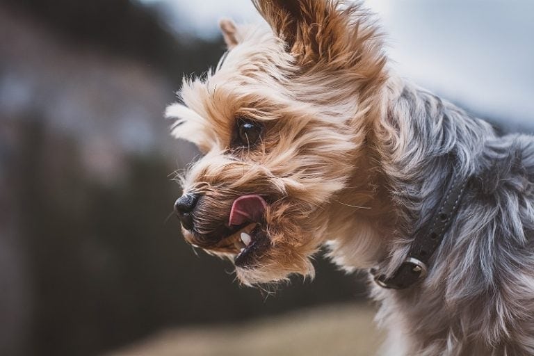 Do Dogs Have Eyelashes? Facts & FAQ | Hepper Pet Resources