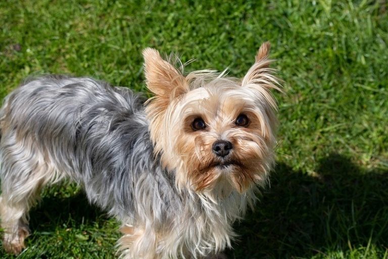 Australian Yorkshire Terrier (Australian Terrier & Yorkshire Terrier ...